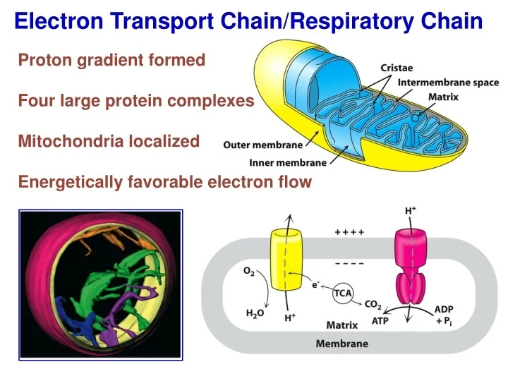 PPT - Electron Transport Chain/Respiratory Chain PowerPoint ...