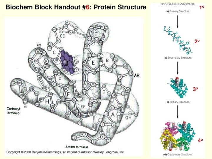 PPT - Biochem Block Handout # 6 : Protein Structure PowerPoint ...