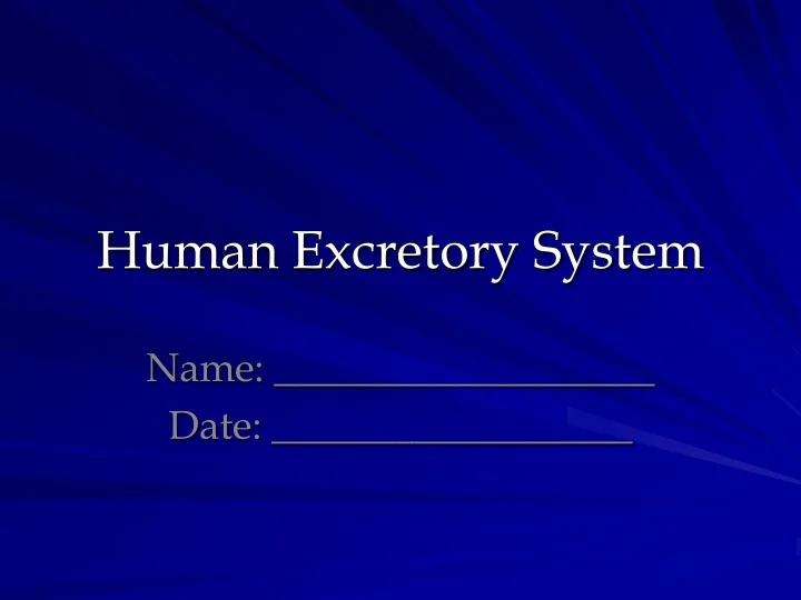 PPT - Human Excretory System PowerPoint Presentation, free download ...