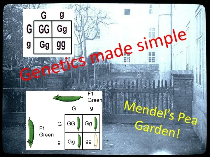 PPT - Genetics made simple PowerPoint Presentation, free download - ID ...
