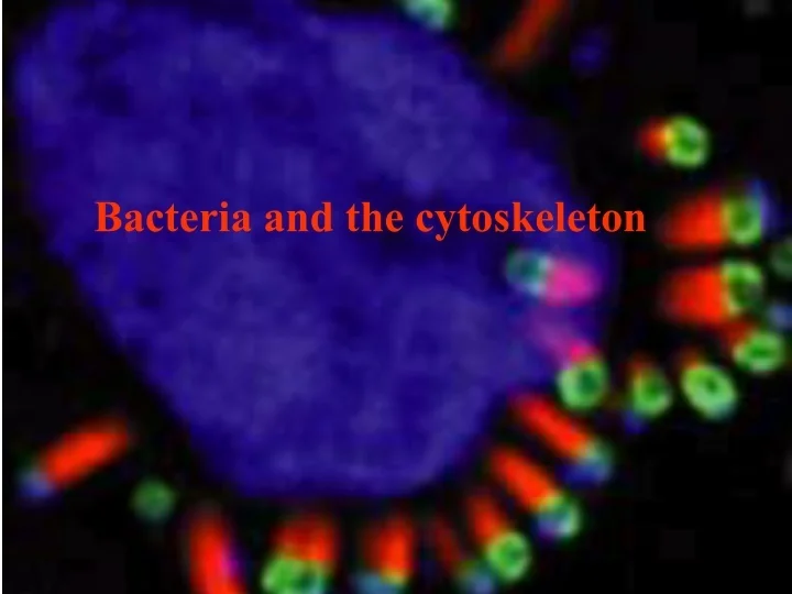 PPT - Bacteria and the cytoskeleton PowerPoint Presentation, free ...