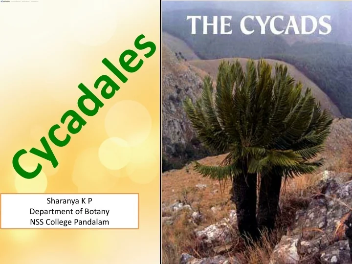 PPT - Cycadales PowerPoint Presentation, free download - ID:9648836