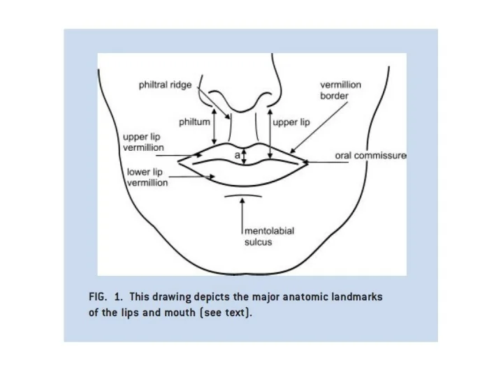 PPT - Elements of Morphology PowerPoint Presentation, free download ...