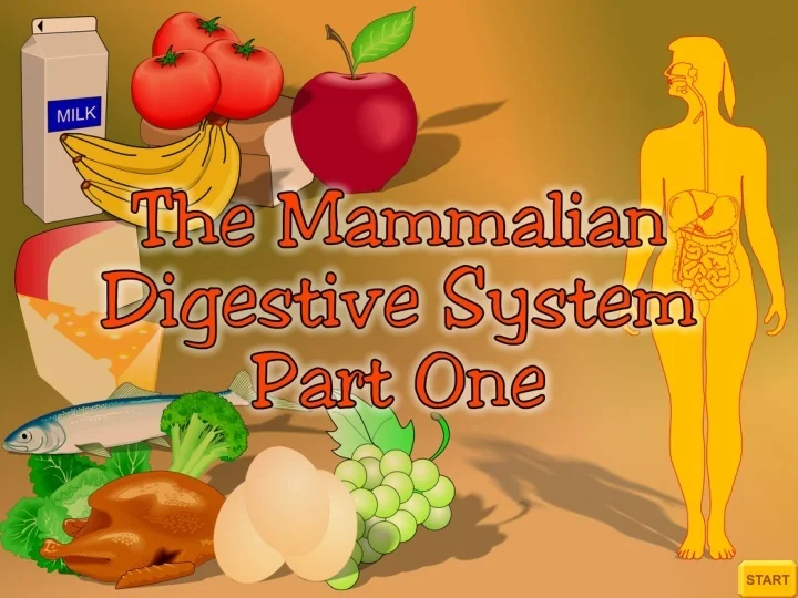 PPT - The Mammalian Digestive System PowerPoint Presentation, free ...