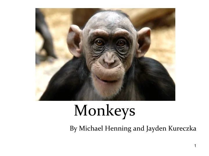 PPT - Monkeys PowerPoint Presentation, free download - ID:9656068