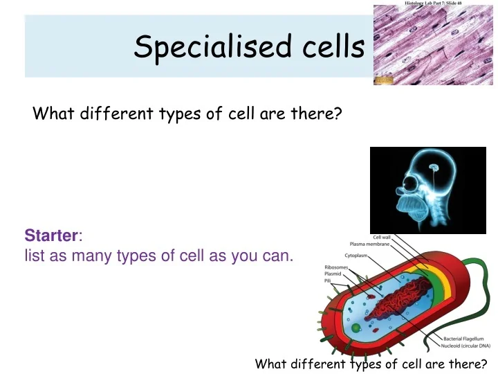 PPT - Specialised cells PowerPoint Presentation, free download - ID:9663212