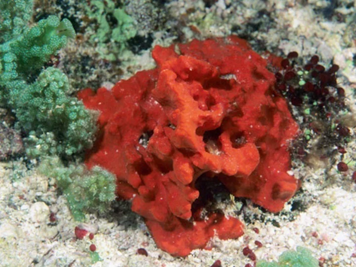 PPT - Rocky subtidal habitats PowerPoint Presentation, free download ...