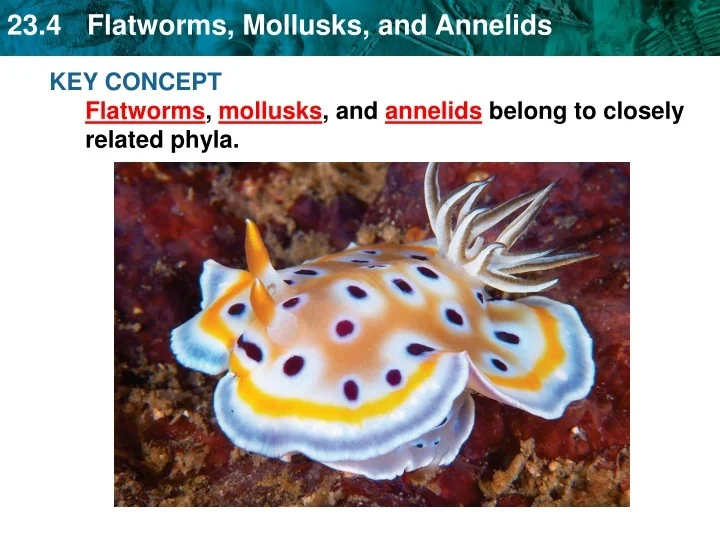 PPT - KEY CONCEPT Flatworms , mollusks , and annelids belong to closely ...