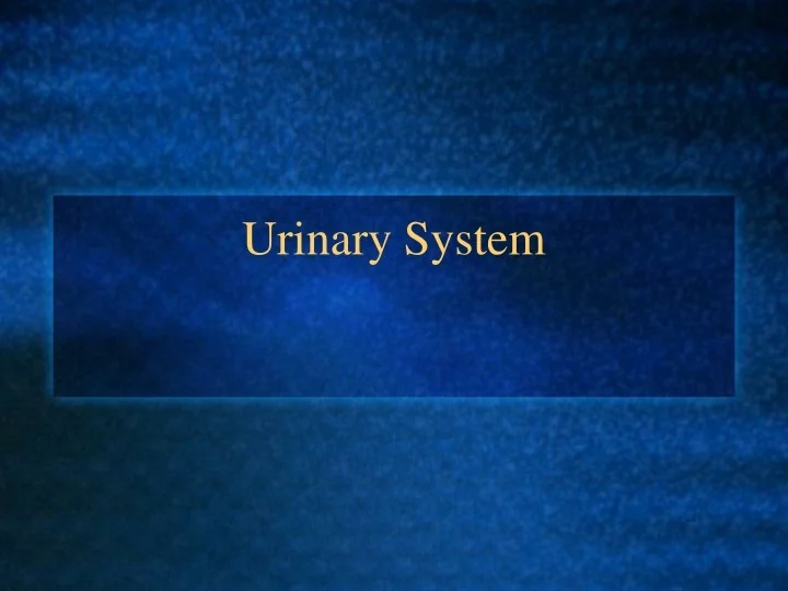 PPT - Urinary System PowerPoint Presentation, free download - ID:9665603