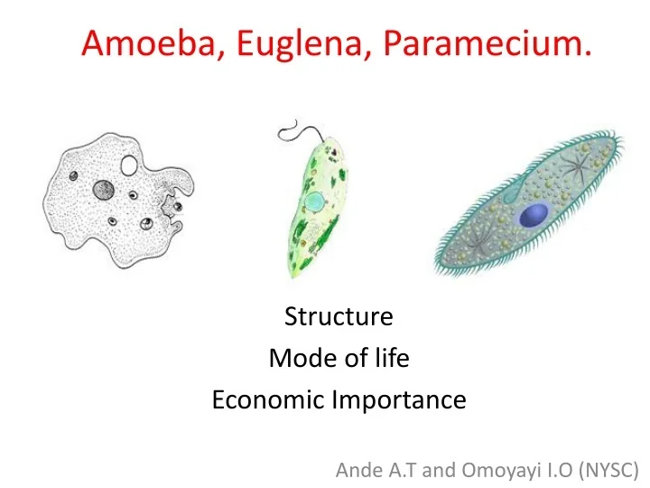 PPT - Amoeba, Euglena, Paramecium. PowerPoint Presentation, free ...