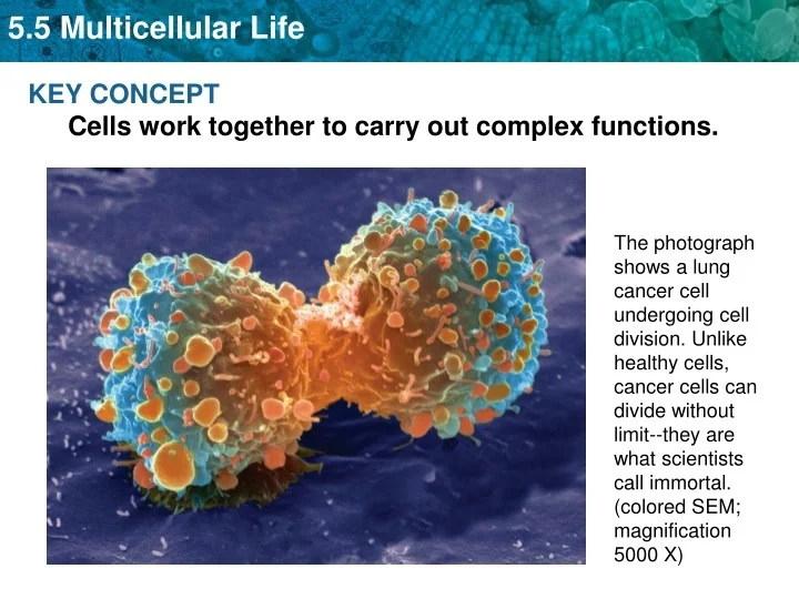 PPT - KEY CONCEPT Cells work together to carry out complex functions ...