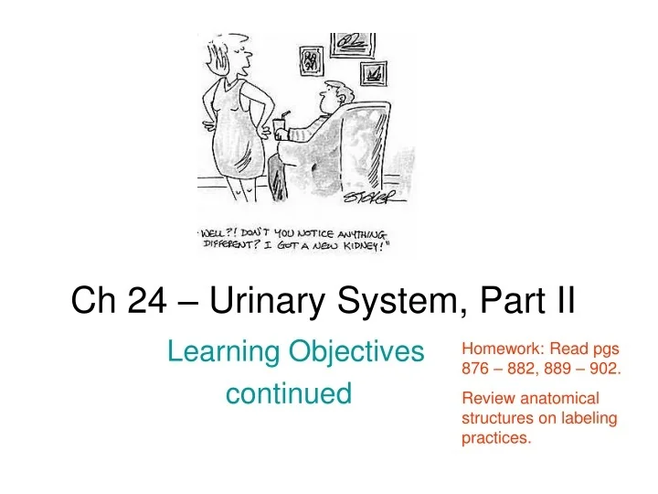 Ppt Ch 24 Urinary System Part Ii Powerpoint Presentation Free