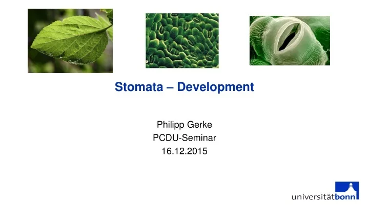 PPT - Stomata – Development PowerPoint Presentation, free download - ID ...