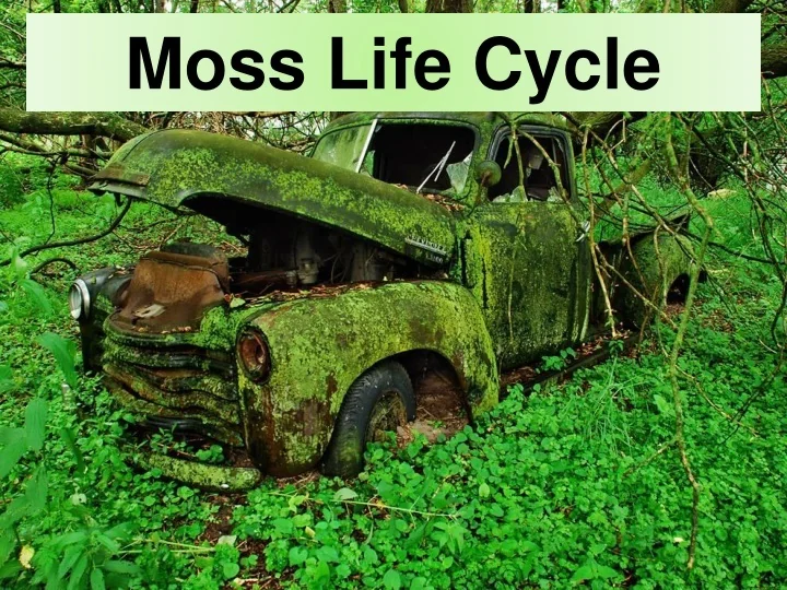 PPT - Moss Life Cycle PowerPoint Presentation, free download - ID:9684070