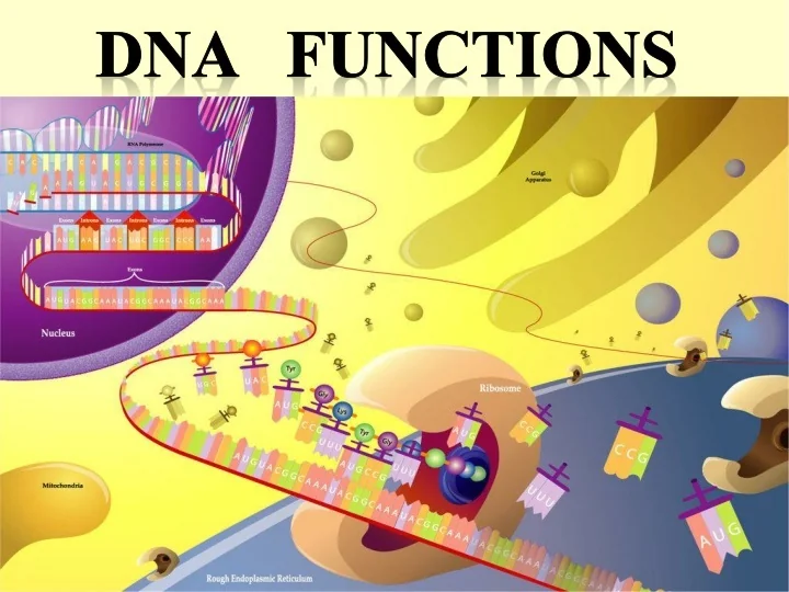 PPT - DNA functions PowerPoint Presentation, free download - ID:9684161