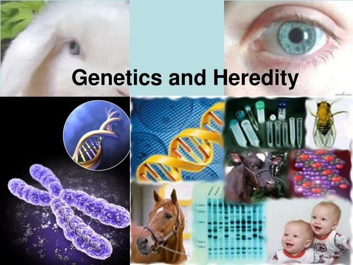 PPT - Genetics and Heredity PowerPoint Presentation, free download - ID ...