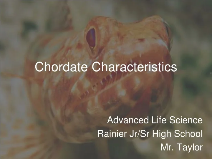 PPT - Chordate Characteristics PowerPoint Presentation, free download ...
