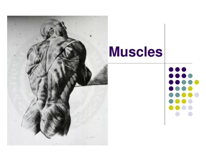 PPT - Muscles PowerPoint Presentation, free download - ID:9692530