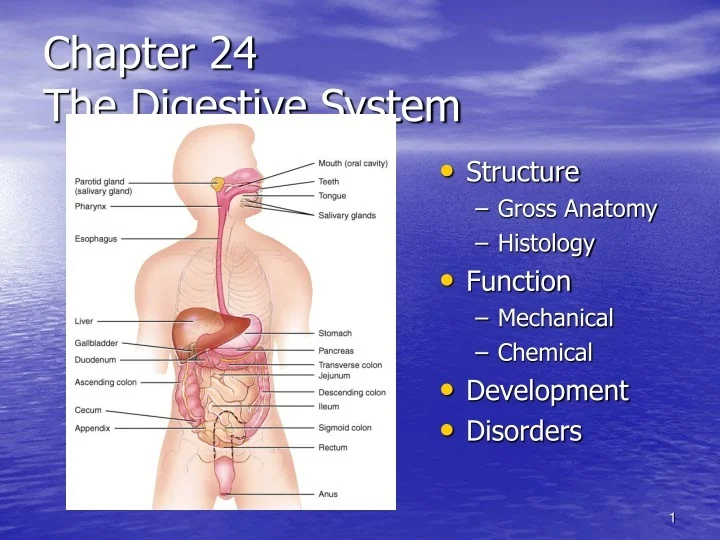 PPT - Chapter 24 The Digestive System PowerPoint Presentation, free download - ID:9696457