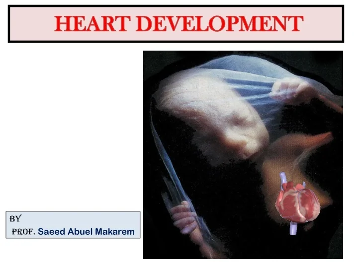 PPT - HEART DEVELOPMENT PowerPoint Presentation, free download - ID:9696818