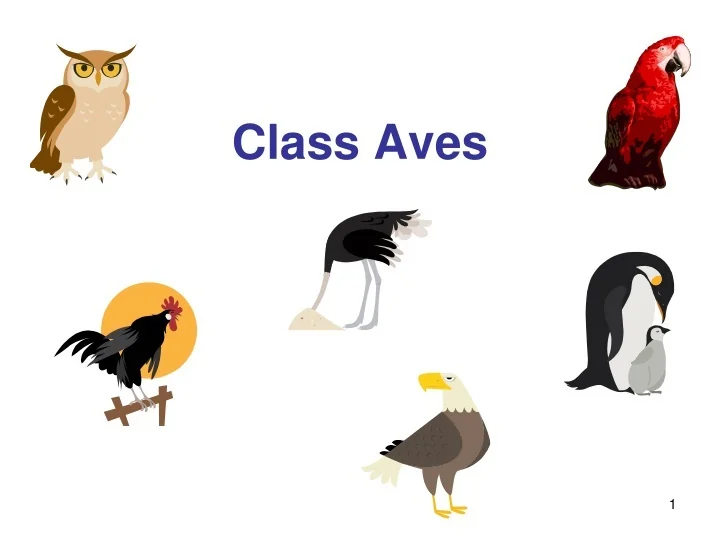PPT - Class Aves PowerPoint Presentation, free download - ID:9697033