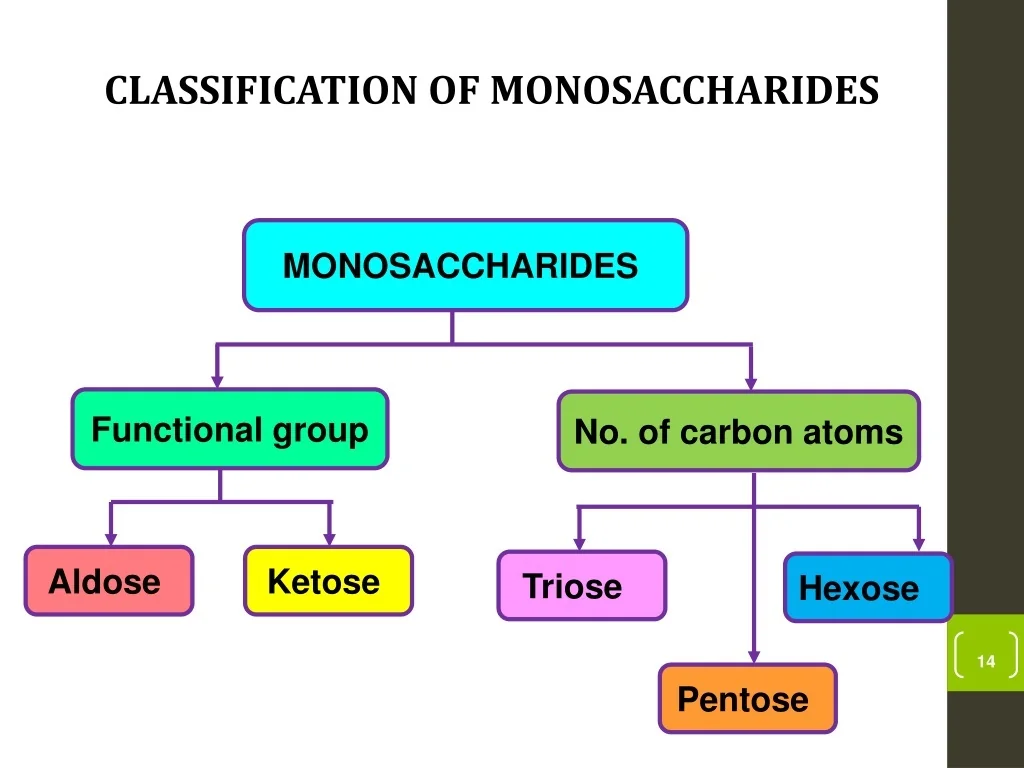 PPT - Molecules of Life: Water and Carbohydrates PowerPoint ...