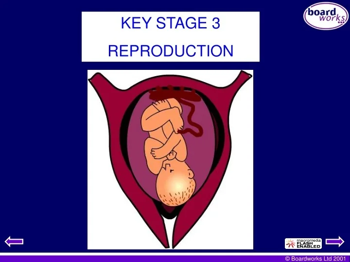 PPT - KEY STAGE 3 REPRODUCTION PowerPoint Presentation, free download ...