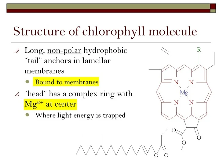 PPT - Structure of chlorophyll molecule PowerPoint Presentation, free ...