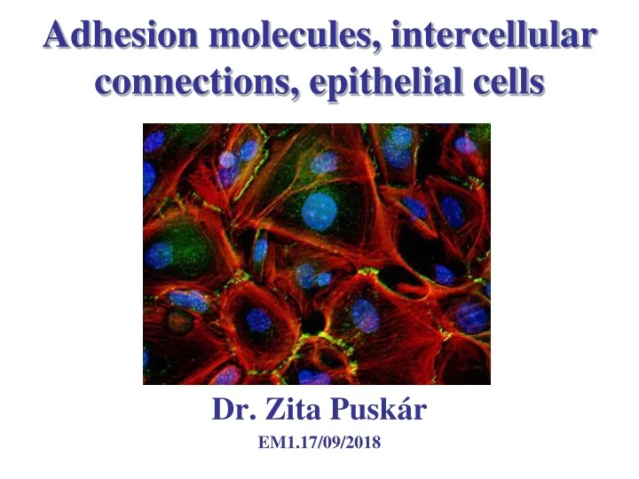 PPT - Adhesion molecules, intercellular connections, epithelial cells ...