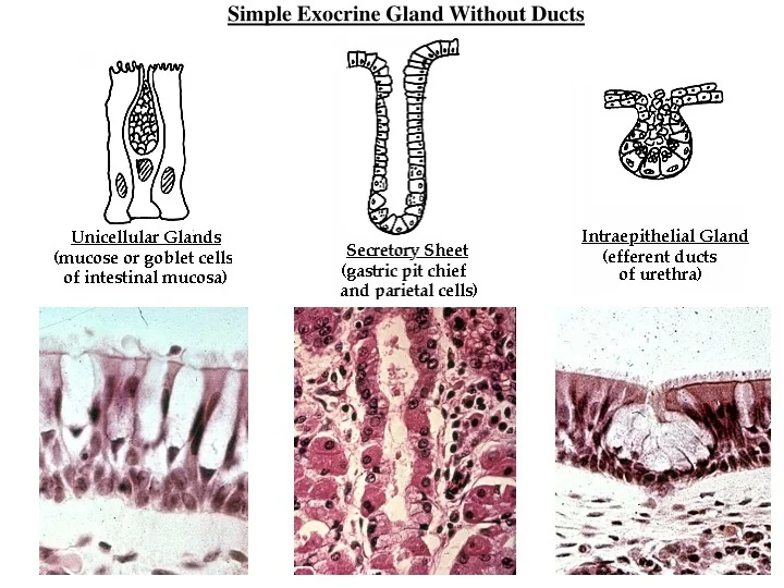 PPT - Simple Exocrine Gland Without Ducts PowerPoint Presentation, free ...