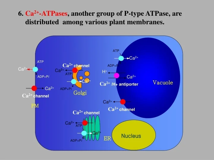 PPT - 6. Ca 2+ -ATPases , another group of P-type ATPase, are ...