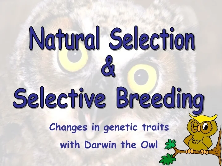 PPT - Natural Selection PowerPoint Presentation, free download - ID:9725135