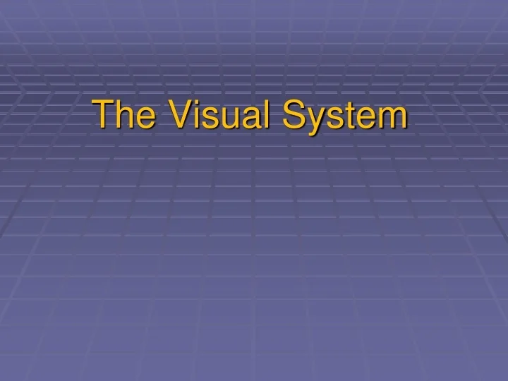 PPT - The Visual System PowerPoint Presentation, free download - ID:9730473
