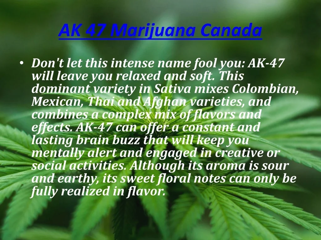 PPT - Buy AK 47 Cannabis Strain Canada PowerPoint Presentation, free ...