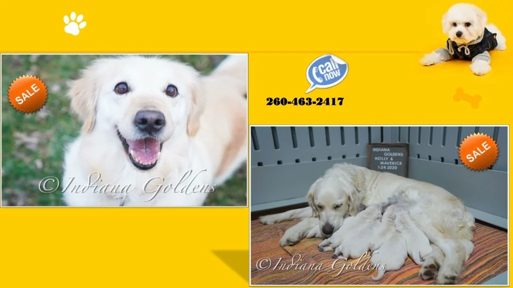 PPT - English Golden retriever Indiana Goldens PowerPoint Presentation ...