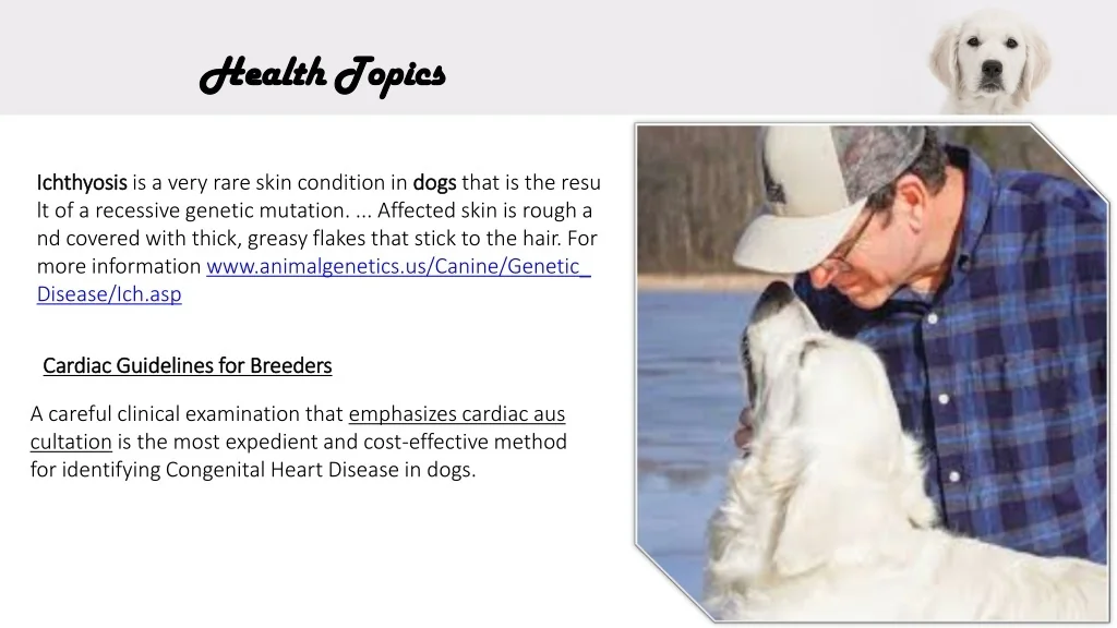 PPT - English Golden retriever Indiana Goldens PowerPoint Presentation ...